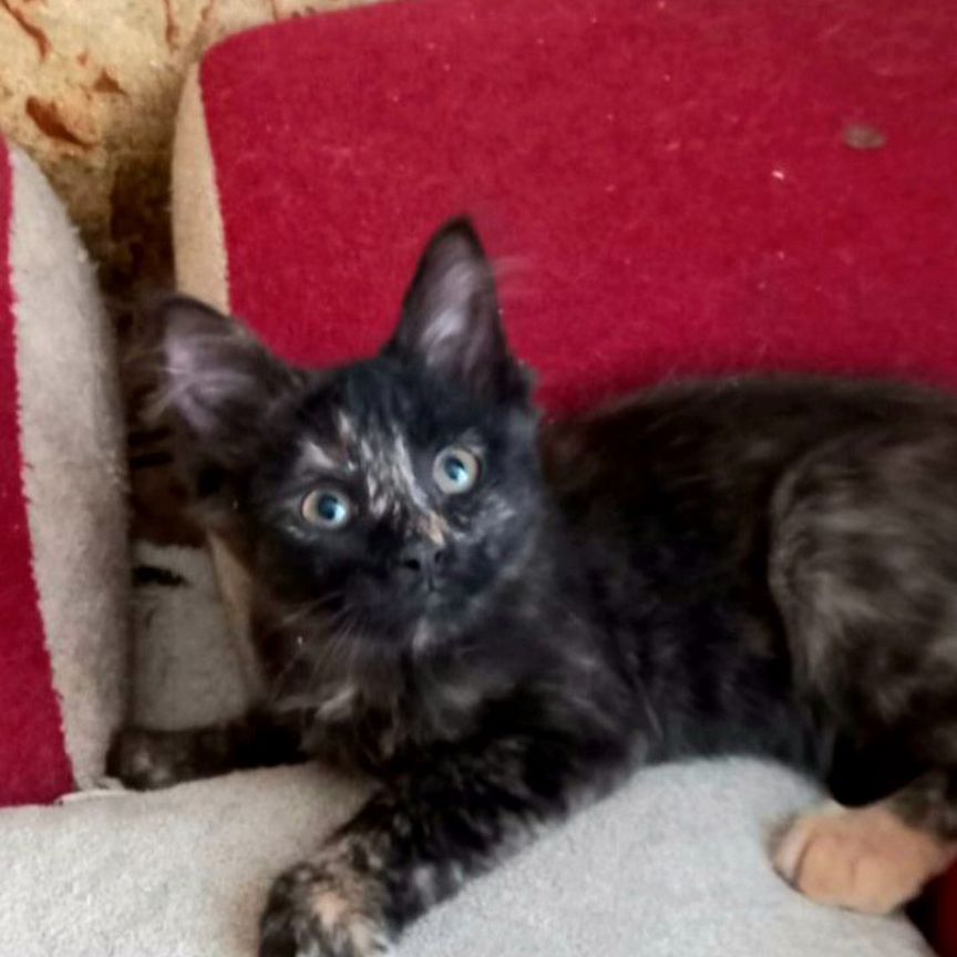 Девочка Лапка 2.5 месяца в заботливые руки