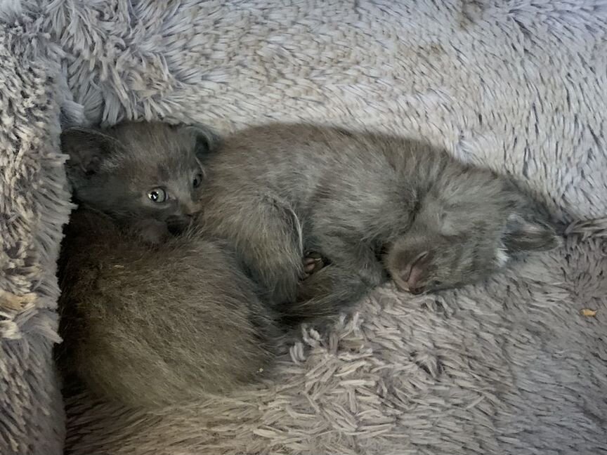 Котята в добрые руки бесплатно