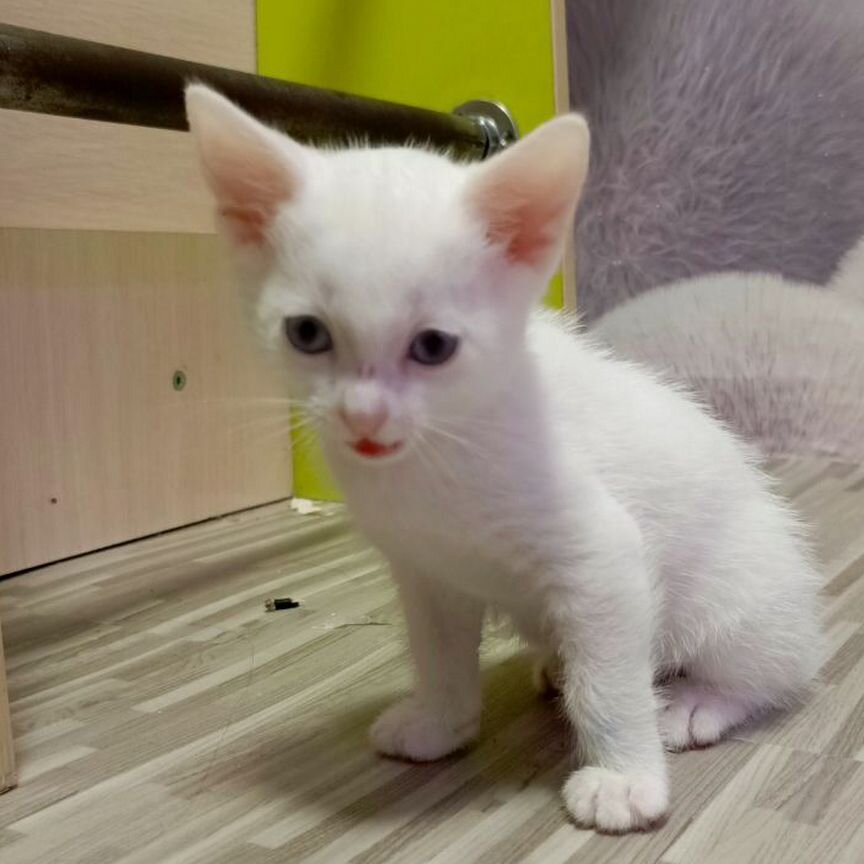 Турецкая ангора котёнок