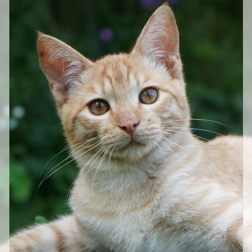 Рыжий котенок