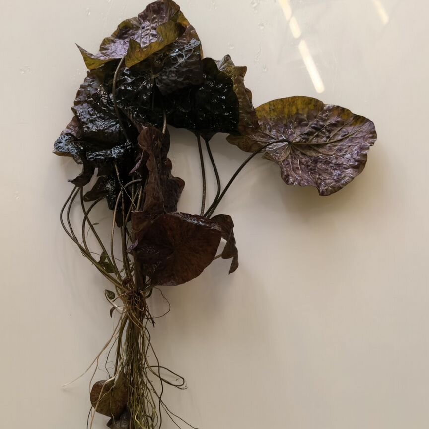 Аквариумное растение