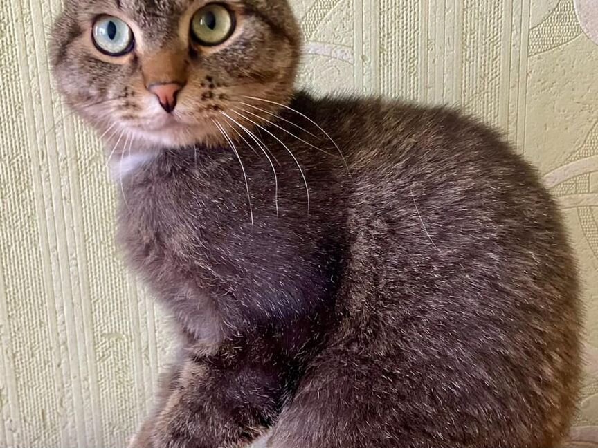 Котики бесплатно в добрые руки