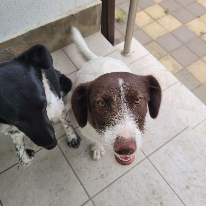 Собака 11 месяцев стерилизованная девочка