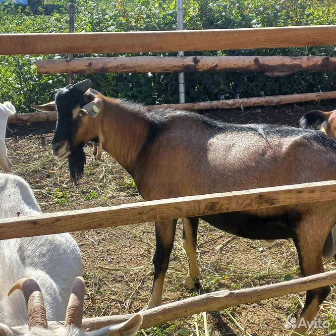 Чешский козел