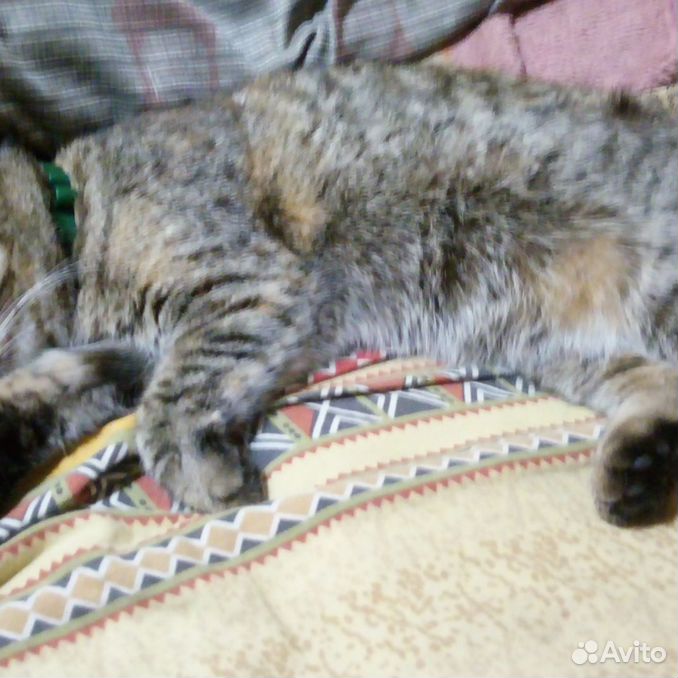 Продам веслоухою британку