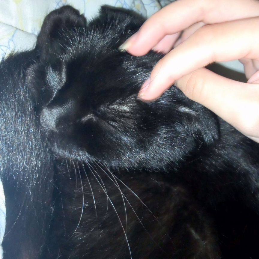 Котик шотландский вислоухий