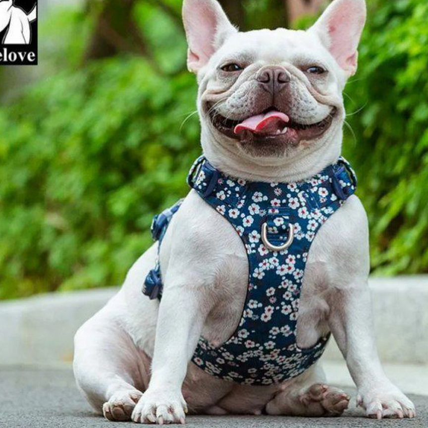 Шлейка для собаки truelove