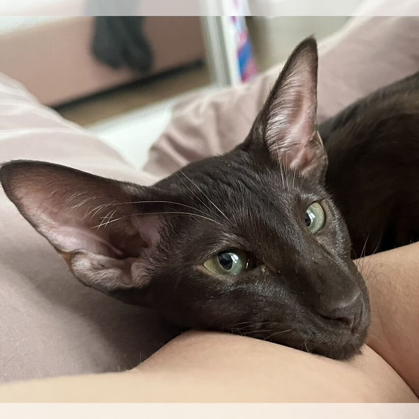 Ориентальный котёнок