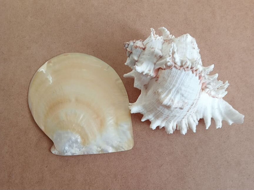Морские ракушки раковины большие