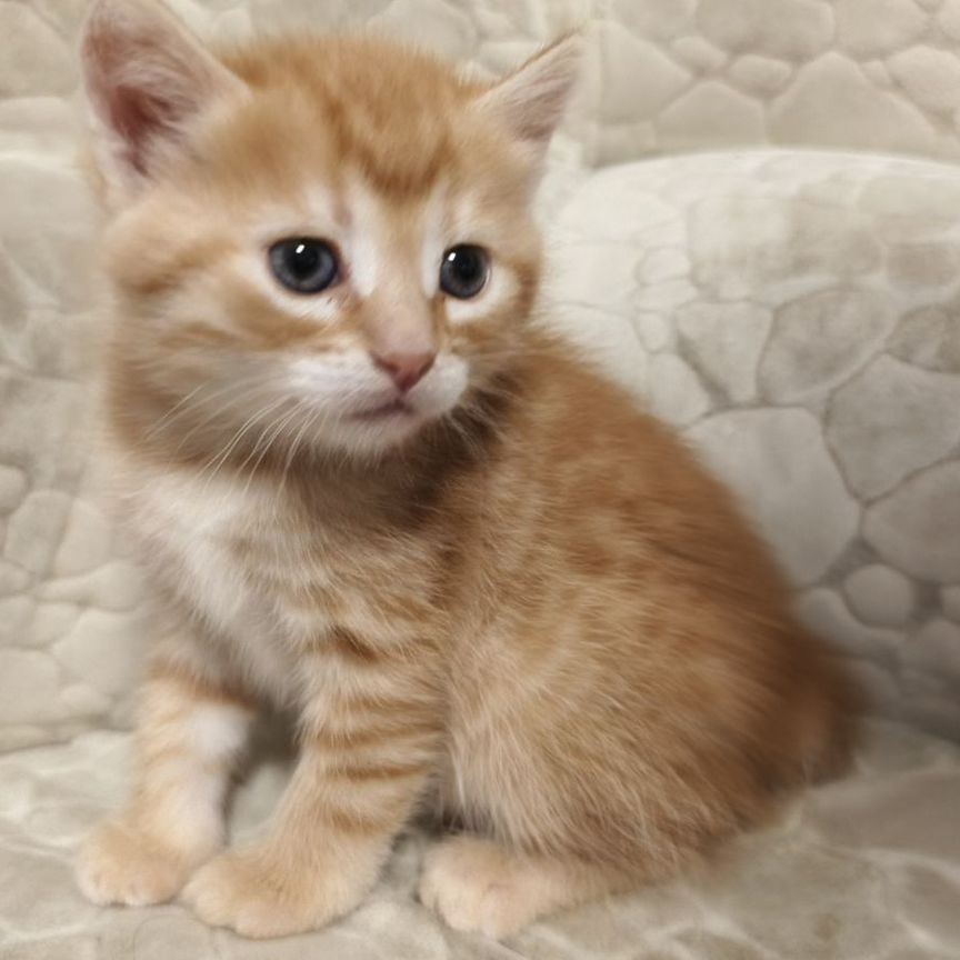 Шотландский вислоухий длинношёрстный котёнок