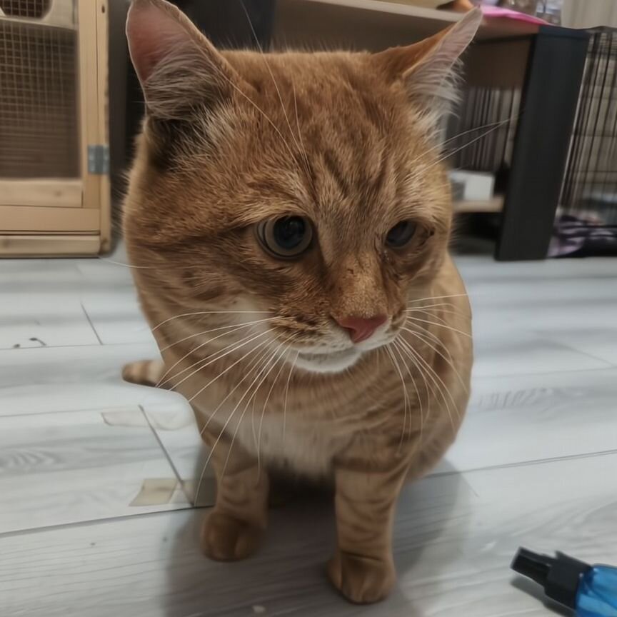 Взрослый кот в добрые руки