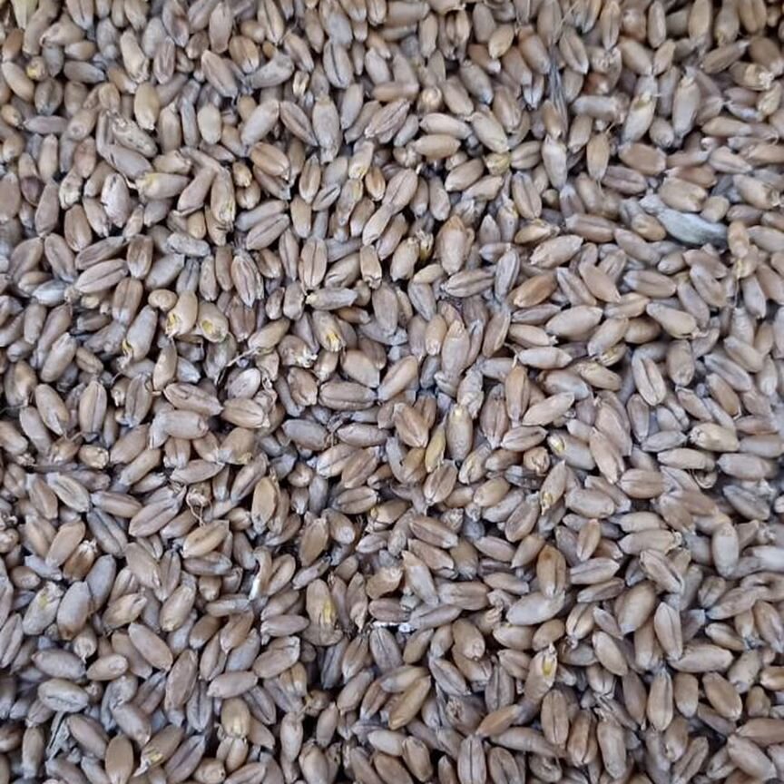 Пшеница 5 класс на корм(фураж)