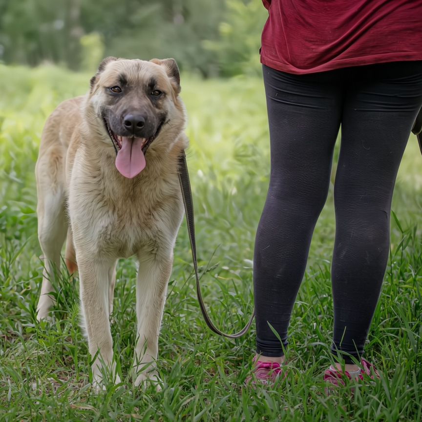 Взрослый пёс в добрые руки
