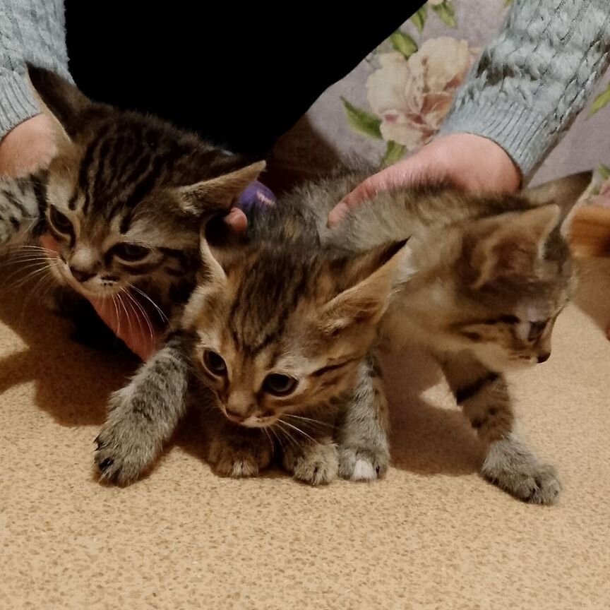 Котики маленькие бесплатно