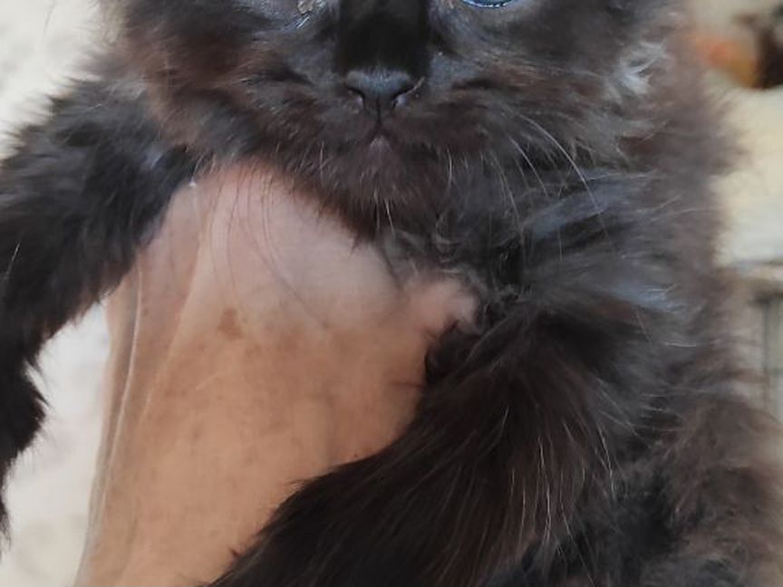 Котятя мышеловы