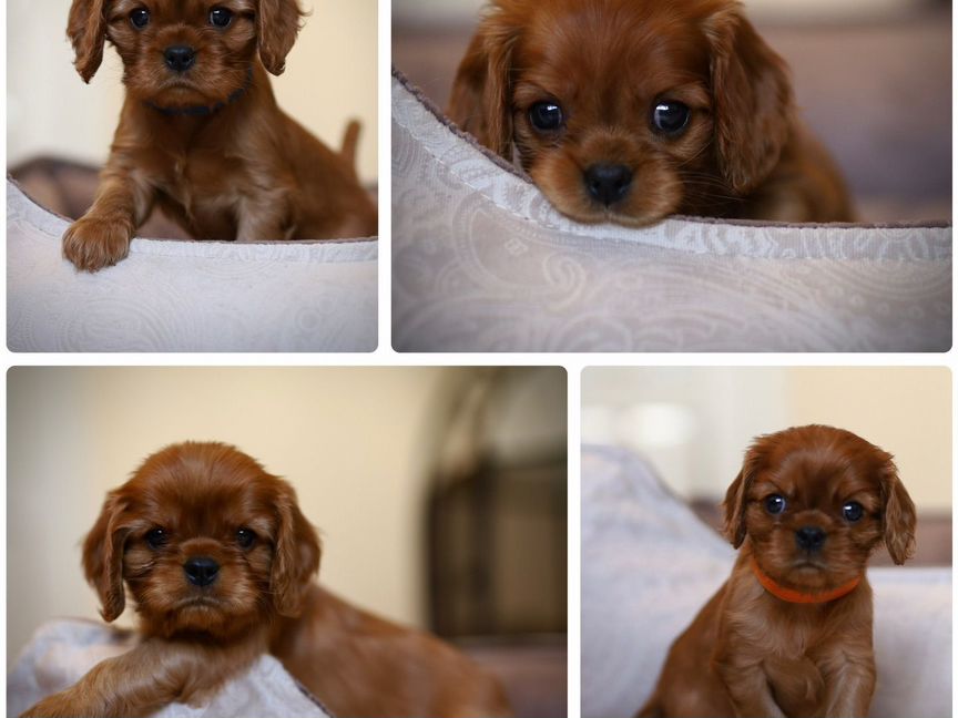 Щенки кавалер кинг чарльз спаниель рубин бленхейм