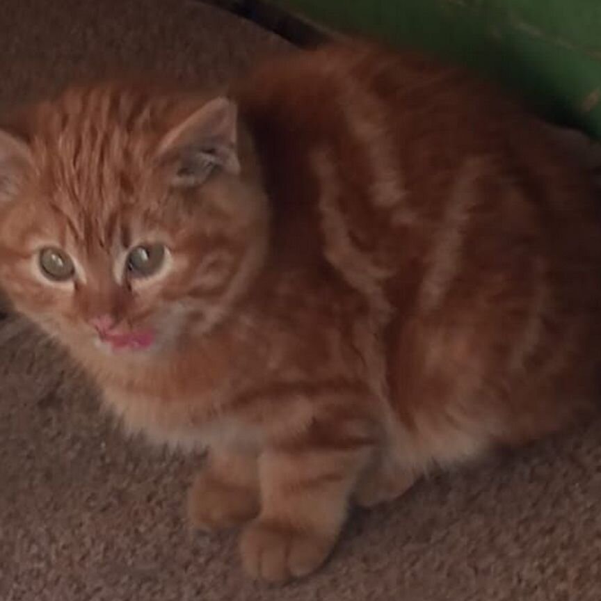 Котёнок в добрые руки