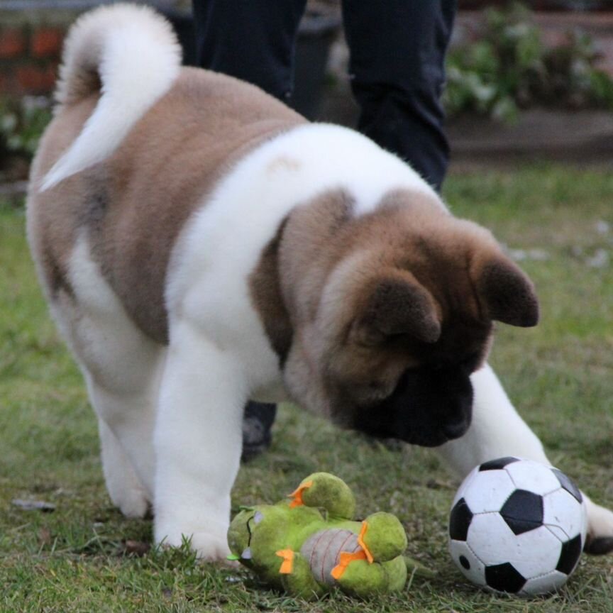Американская акита, щенок