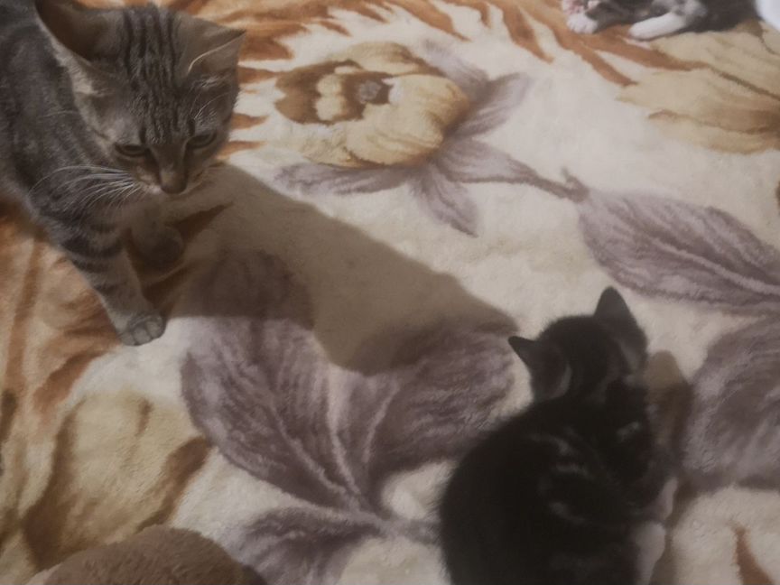 Кошки бесплатно