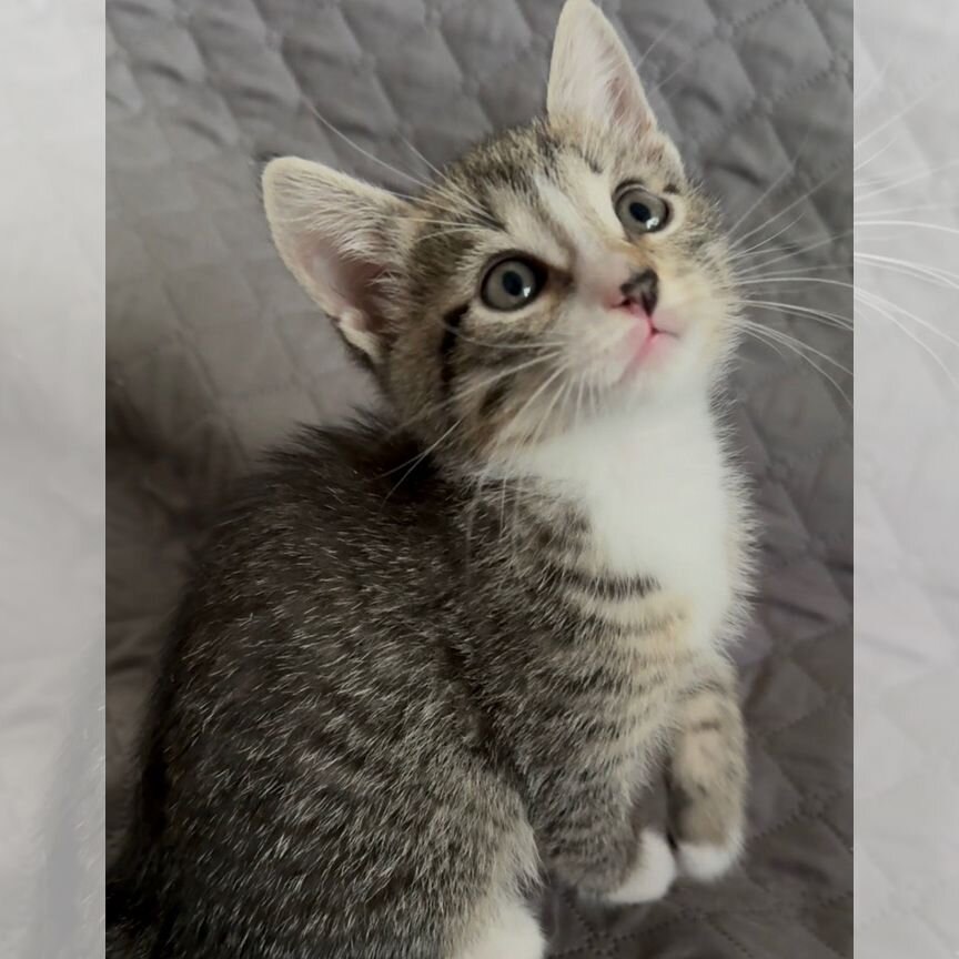 Котёнок в добрые руки