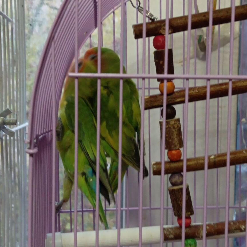Попугай неразлучники
