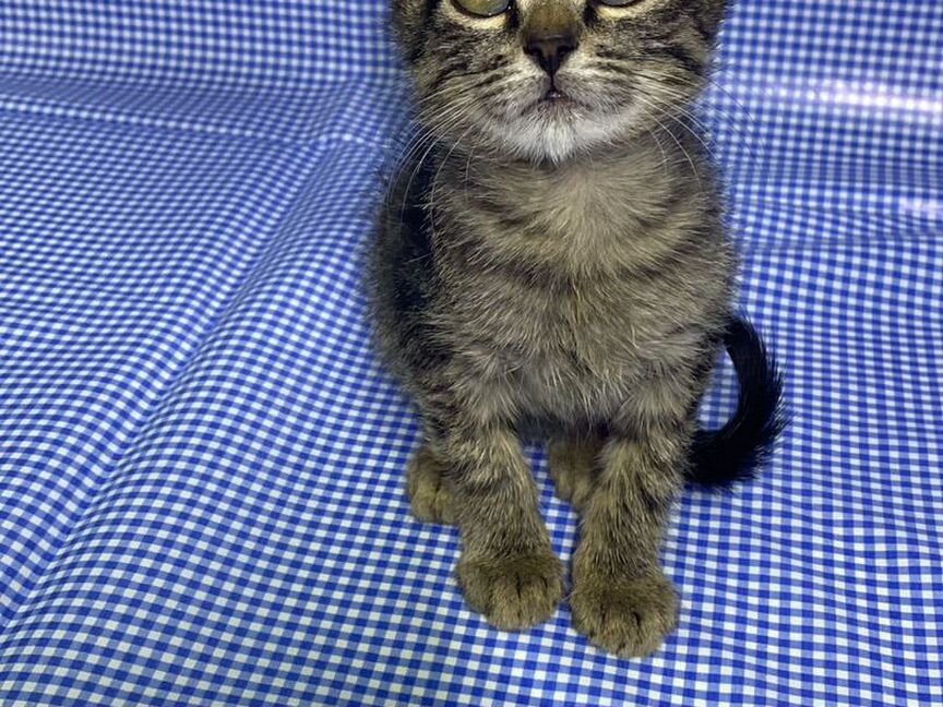 Нежный котенок в добрые руки