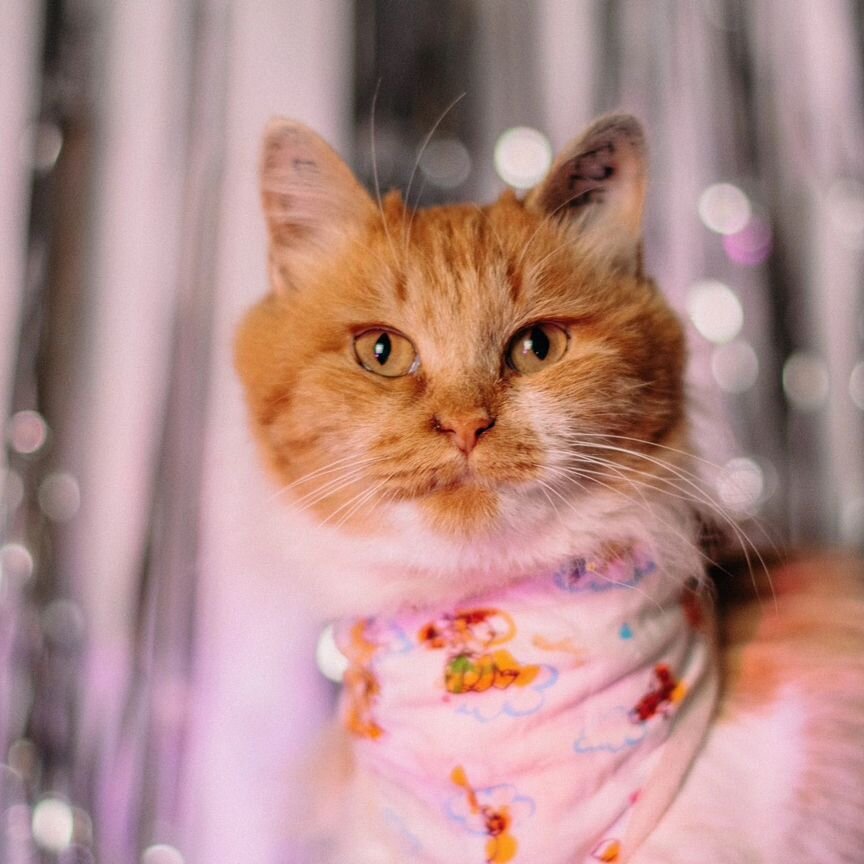 Через 5 дней выпуск на улицу