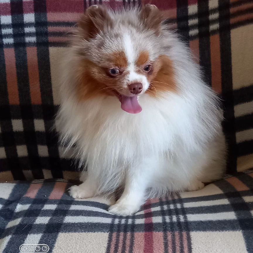 Шпиц лиловый Мерле подпал