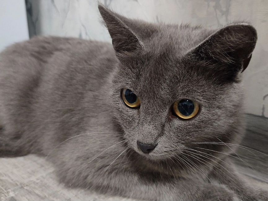 Кошечка