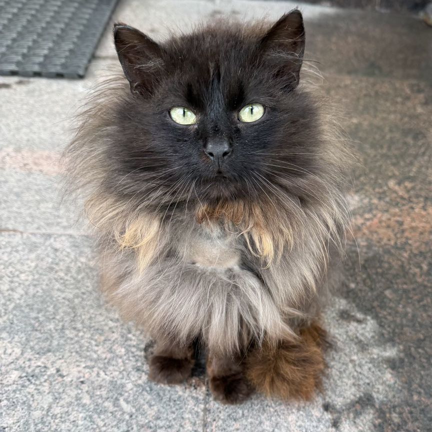 Сибирский, взрослый кот