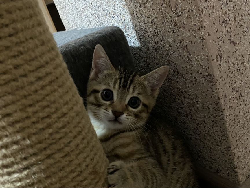 Продам бенгальского котенка