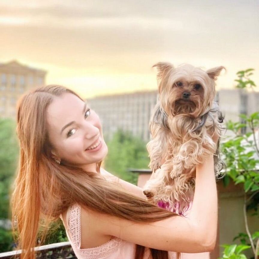 Йоркширский терьер