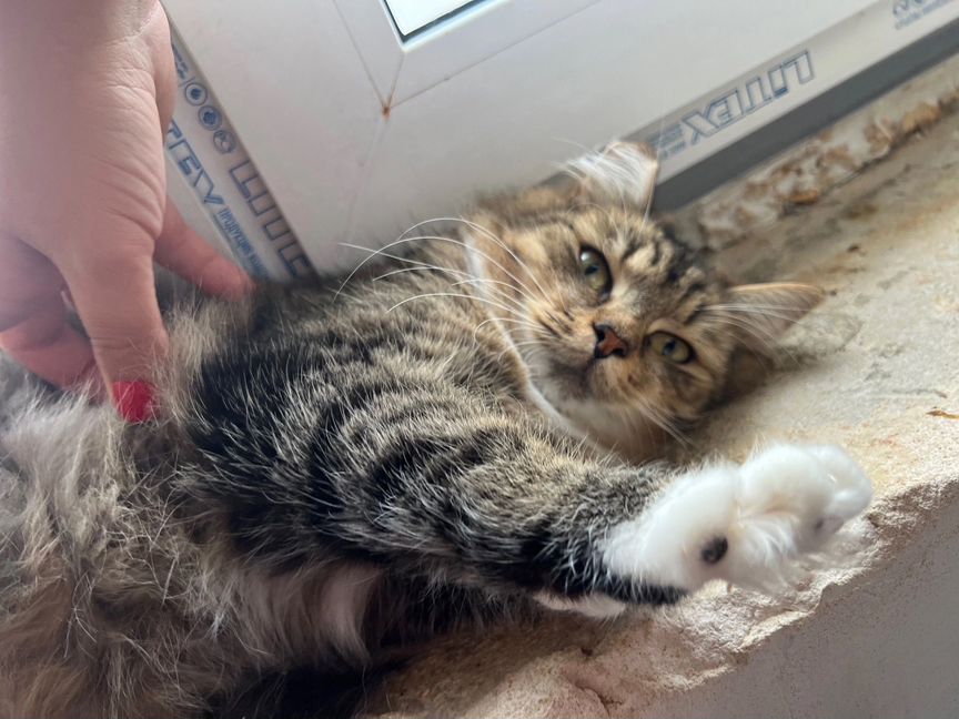 Кошечка сама нежность