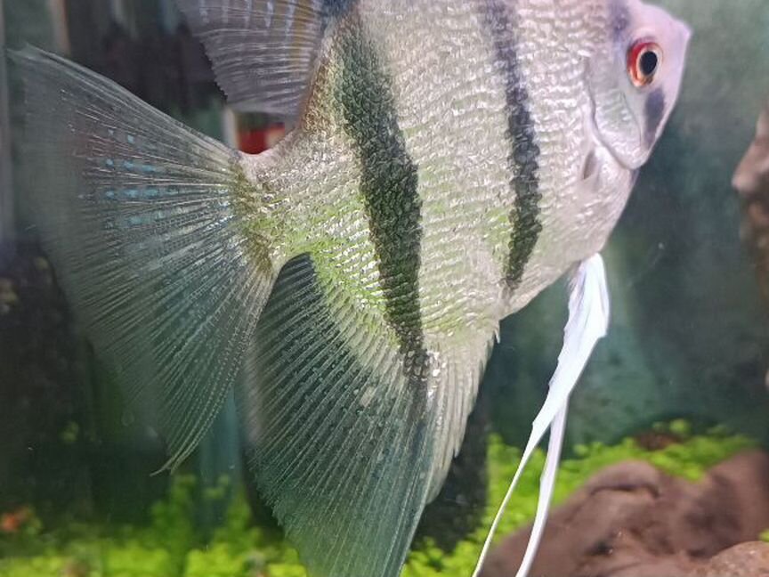 Голубая скалярия