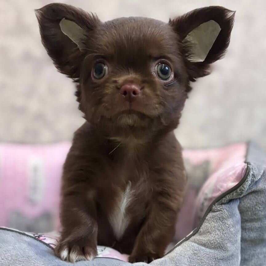 Чихуахуа, щенок