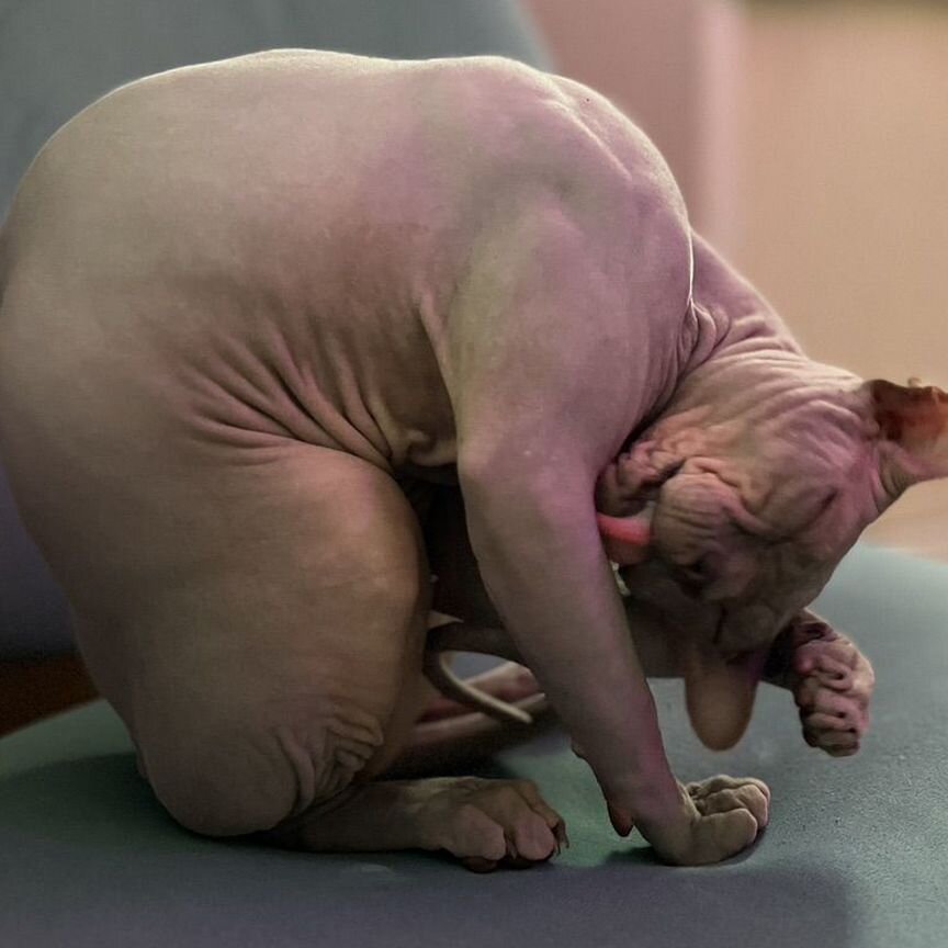 Котик