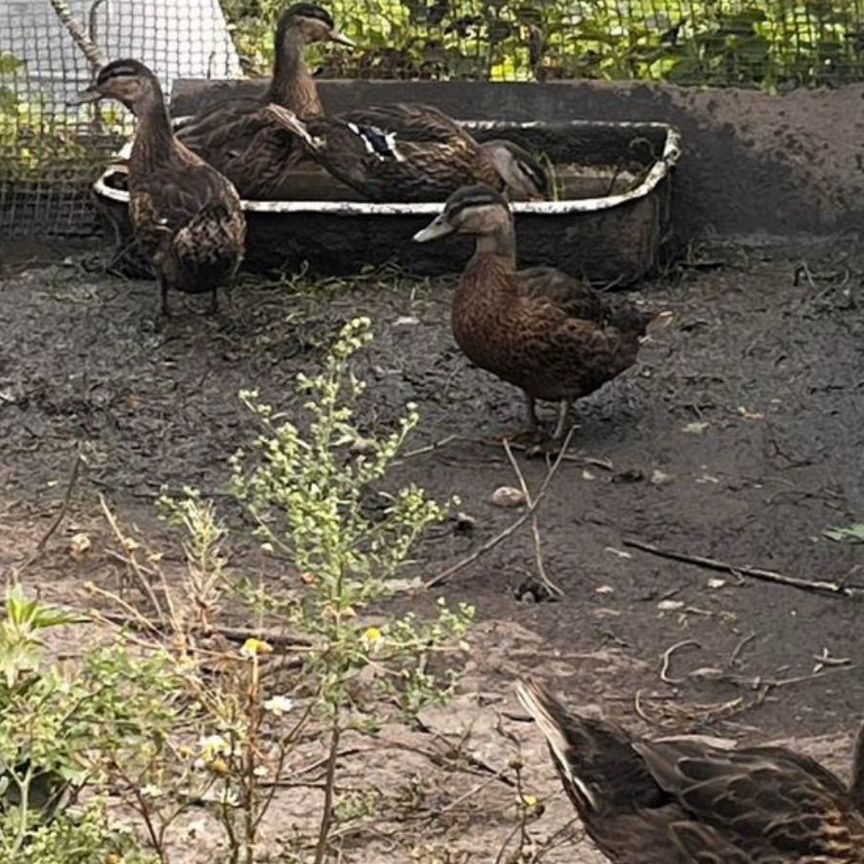 Селезни (утки)