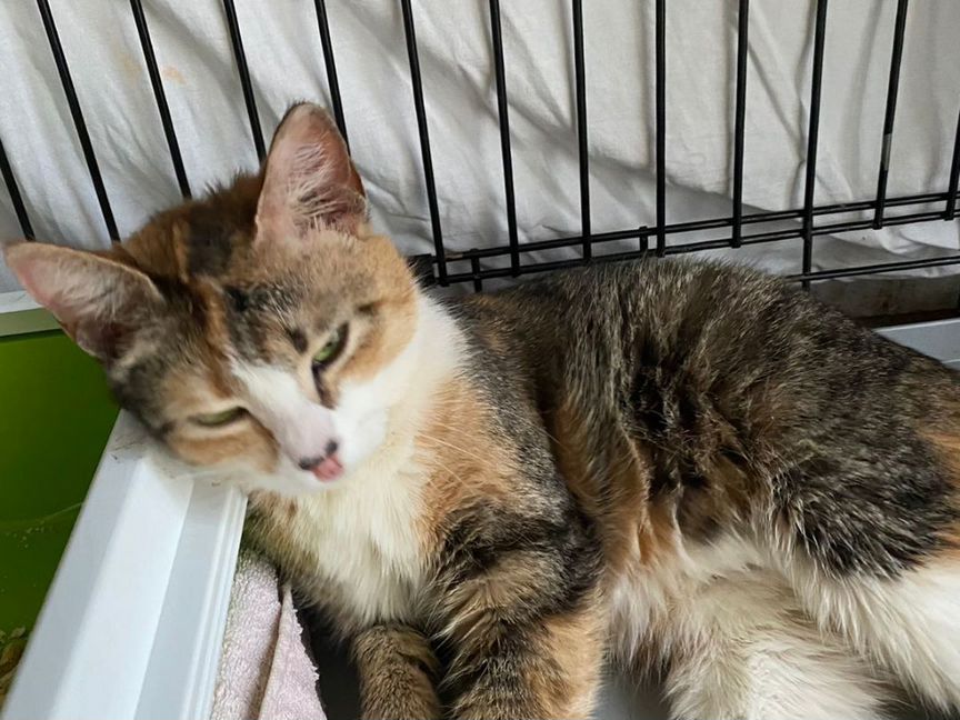 Котята в добрые руки бесплатно
