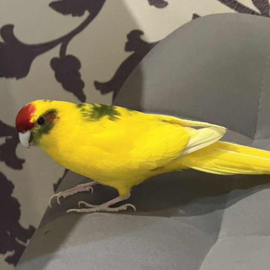 Попугай новозеландский Какарик