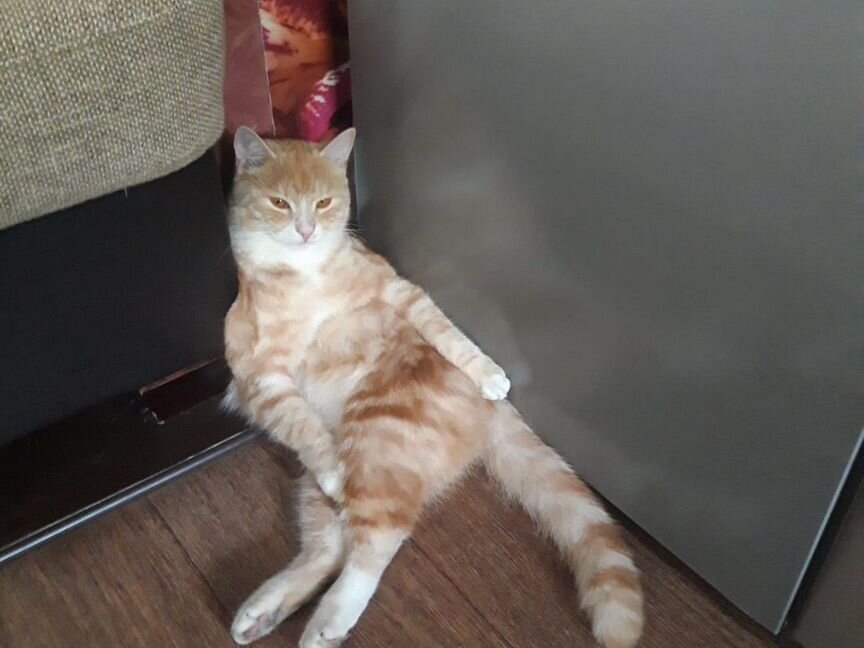 Кошка