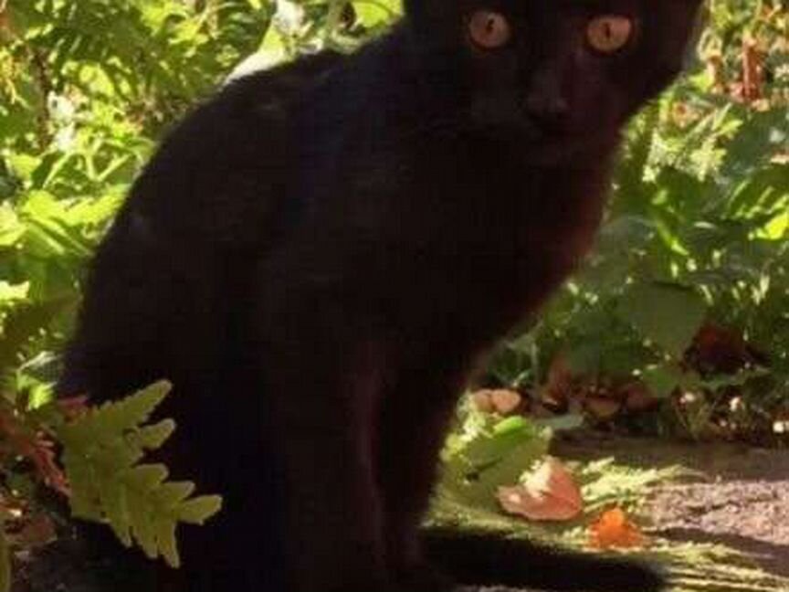 Кошка, котенок, 2.5 месяца