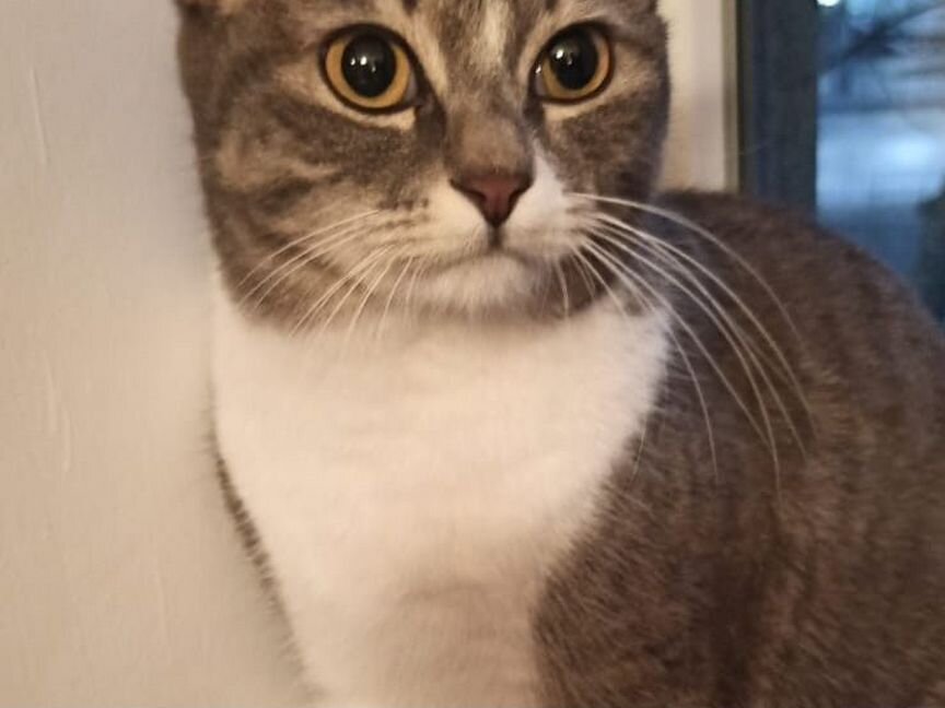 Кошечка Ева в добрые руки