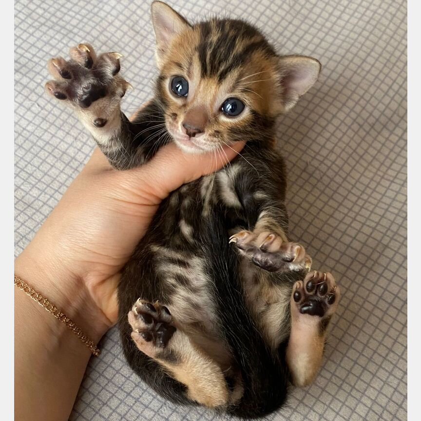 Бенгальские котята с документами
