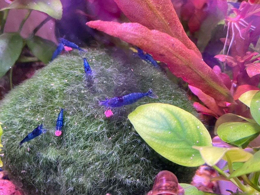 Продам креветок