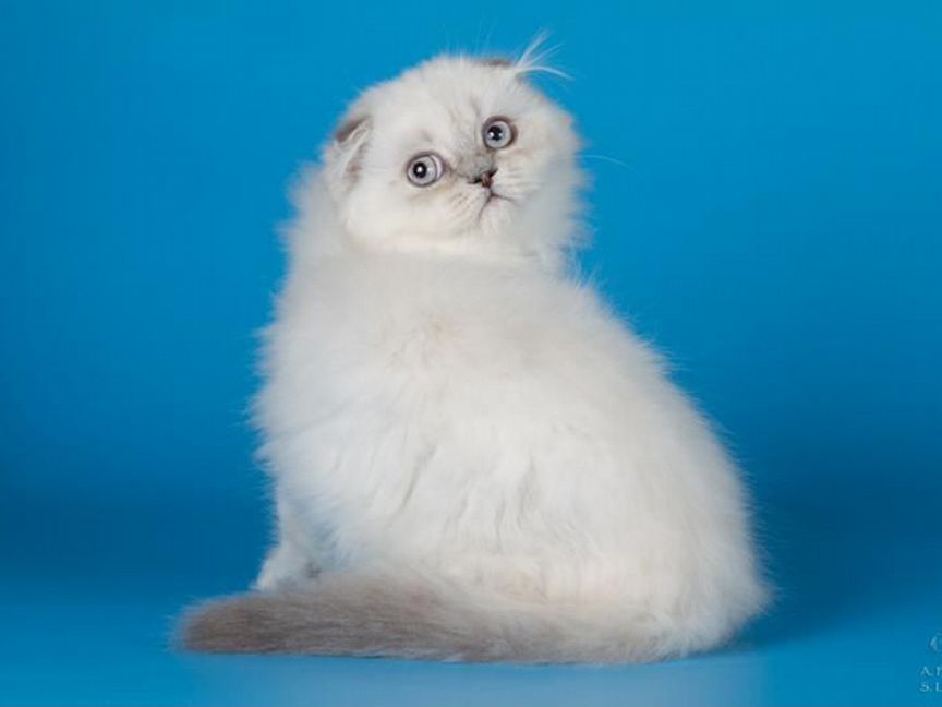 Эсклюзив золотая шотландка