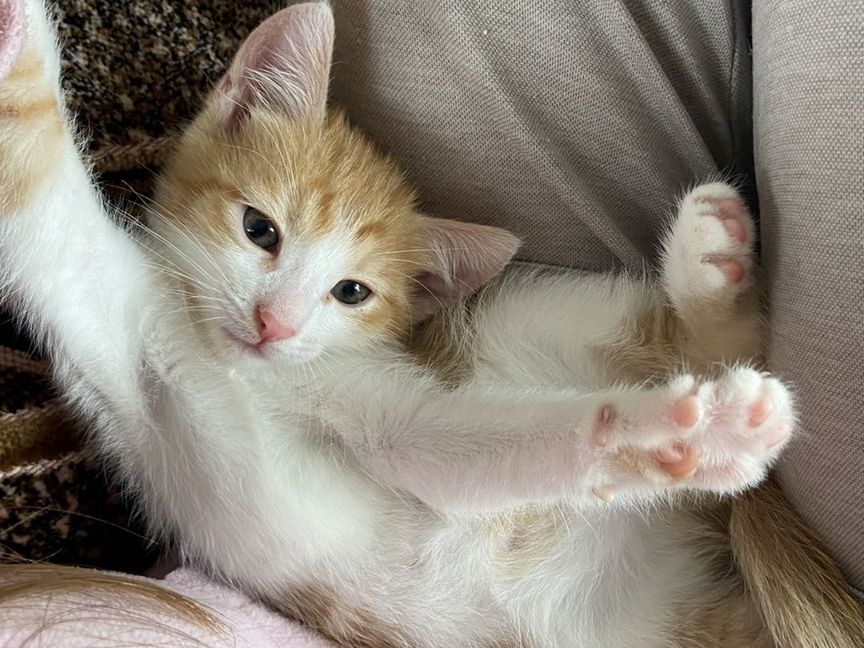 Котёнок