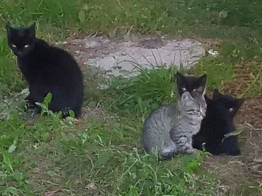 Возьмите котят