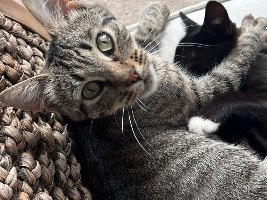 Кошка и котята в добрые руки