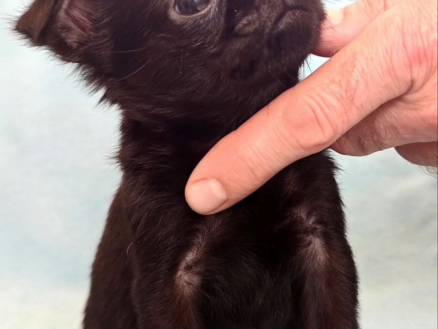 Пти брабансоны, миниатюрные малыши