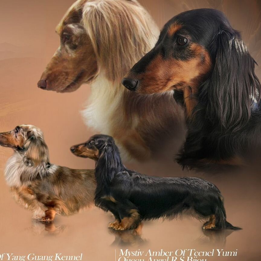 Карликовая такса, щенок